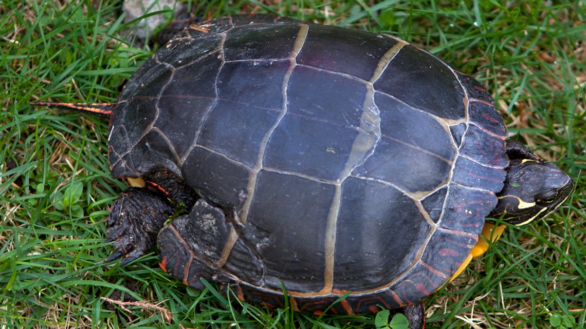 How to protect and prevent Maine turtles from becoming roadkill ...