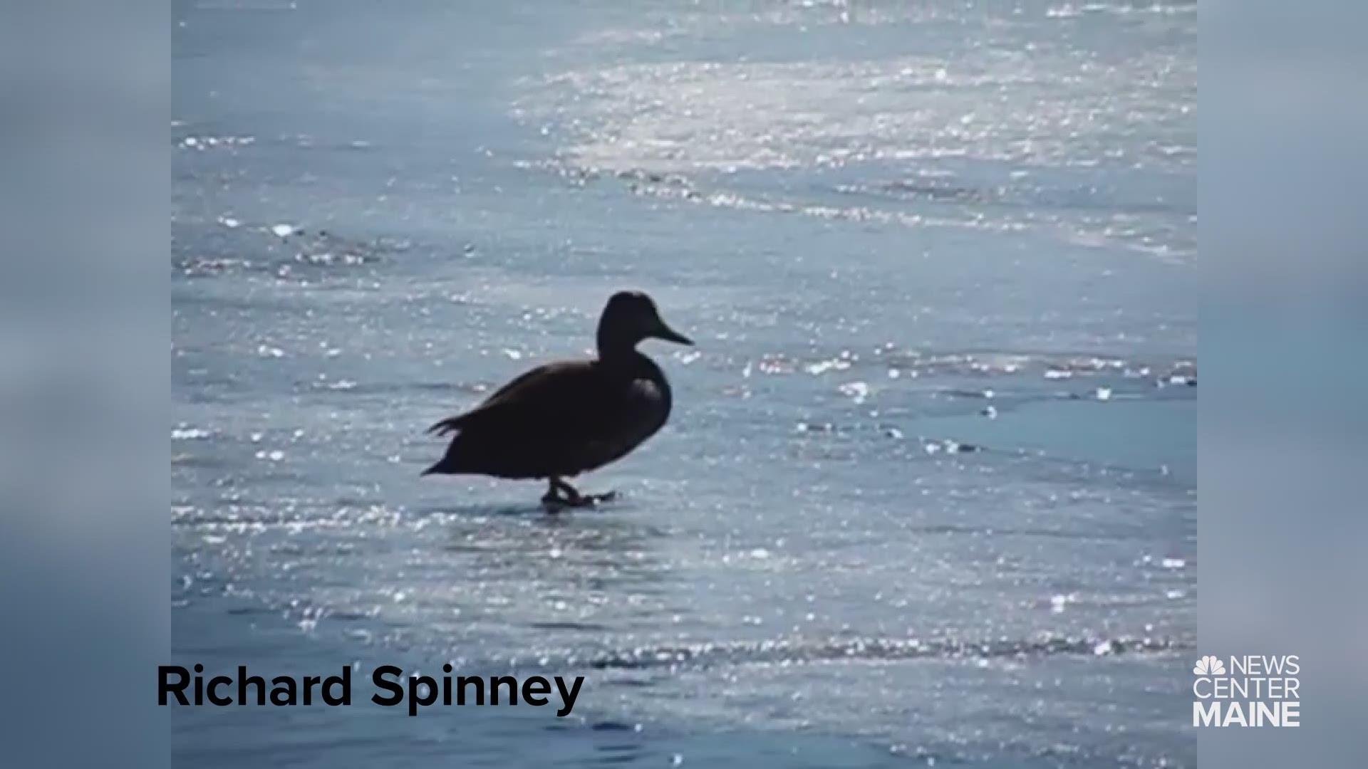 The little bird that could: Icebreaker duck succeeds | newscentermaine.com