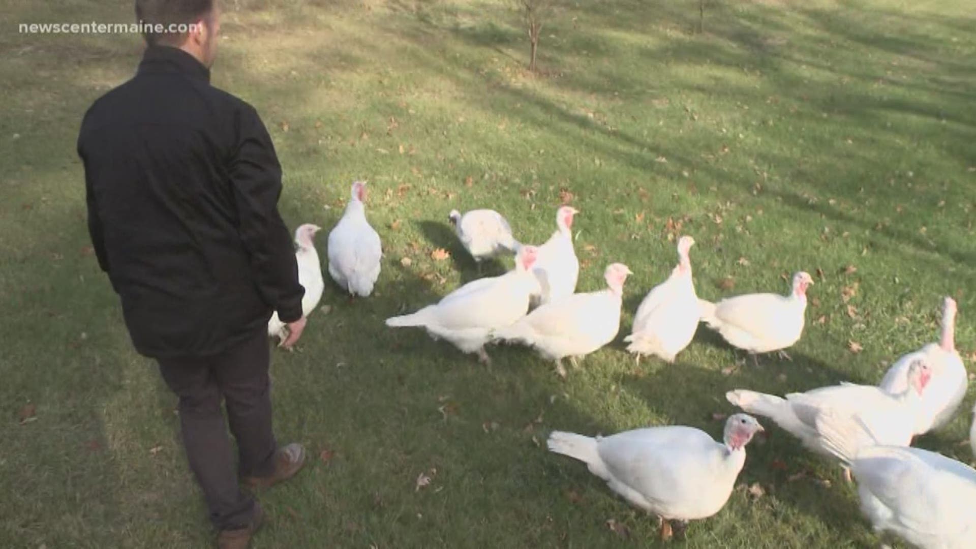 Ever wonder where all those turkeys come from? | newscentermaine.com