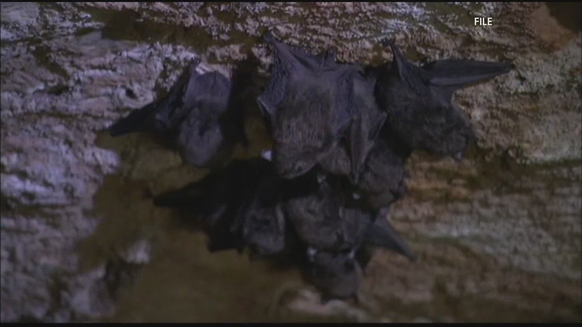 Maine CDC warns residents about bats during their most active season ...