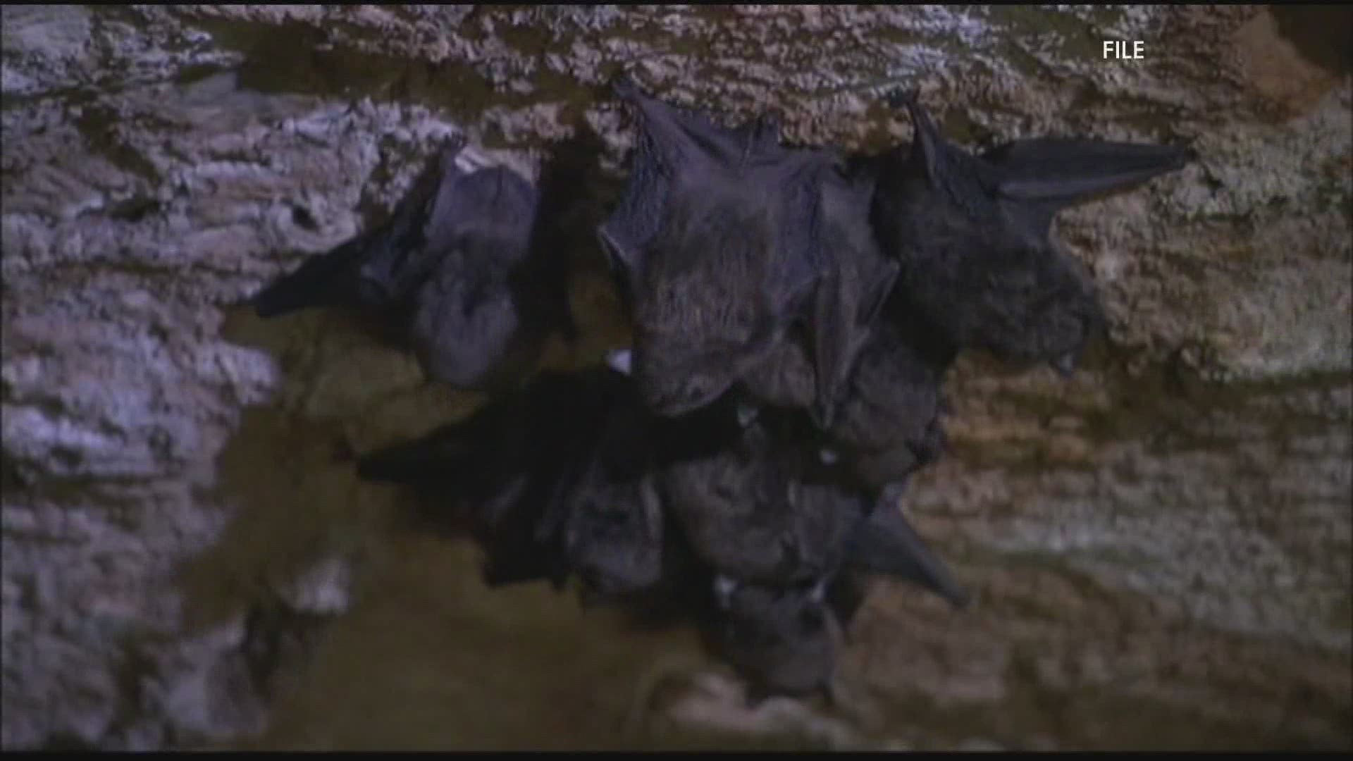 Maine CDC warns residents about bats during their most active season ...