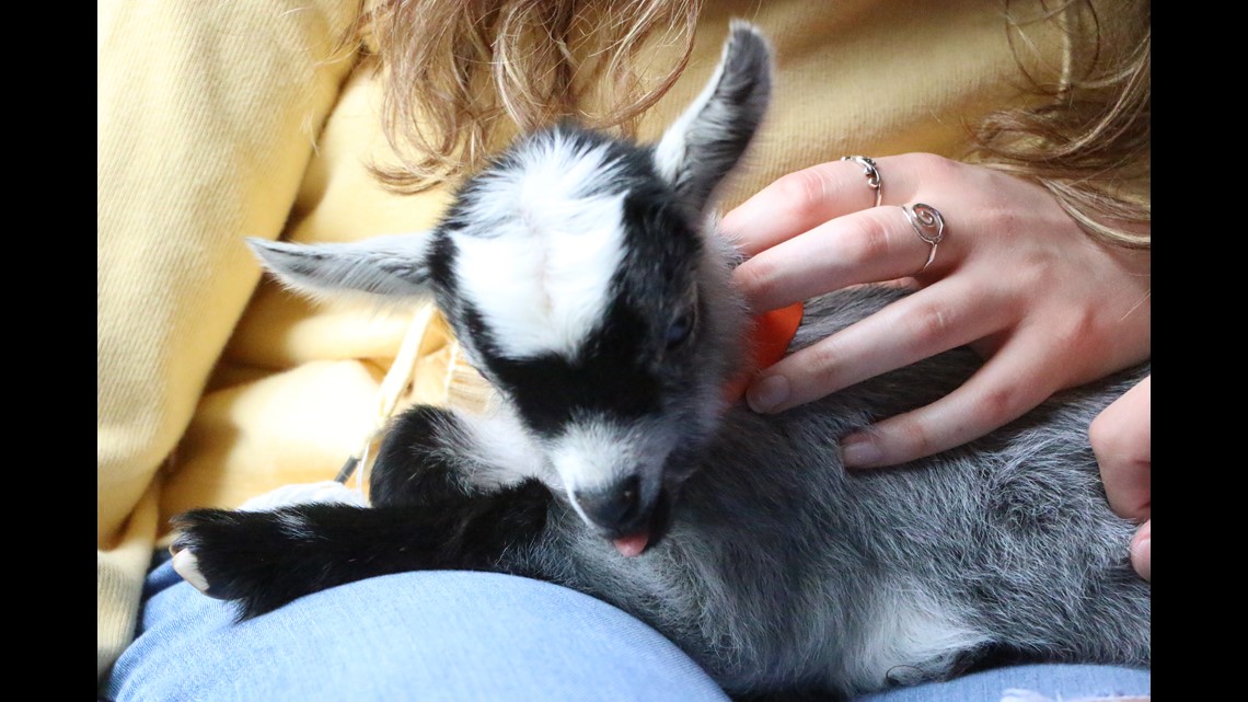 Baby goat fever in full swing at Maine farm | newscentermaine.com