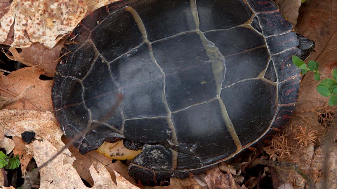 How to protect and prevent Maine turtles from becoming roadkill ...