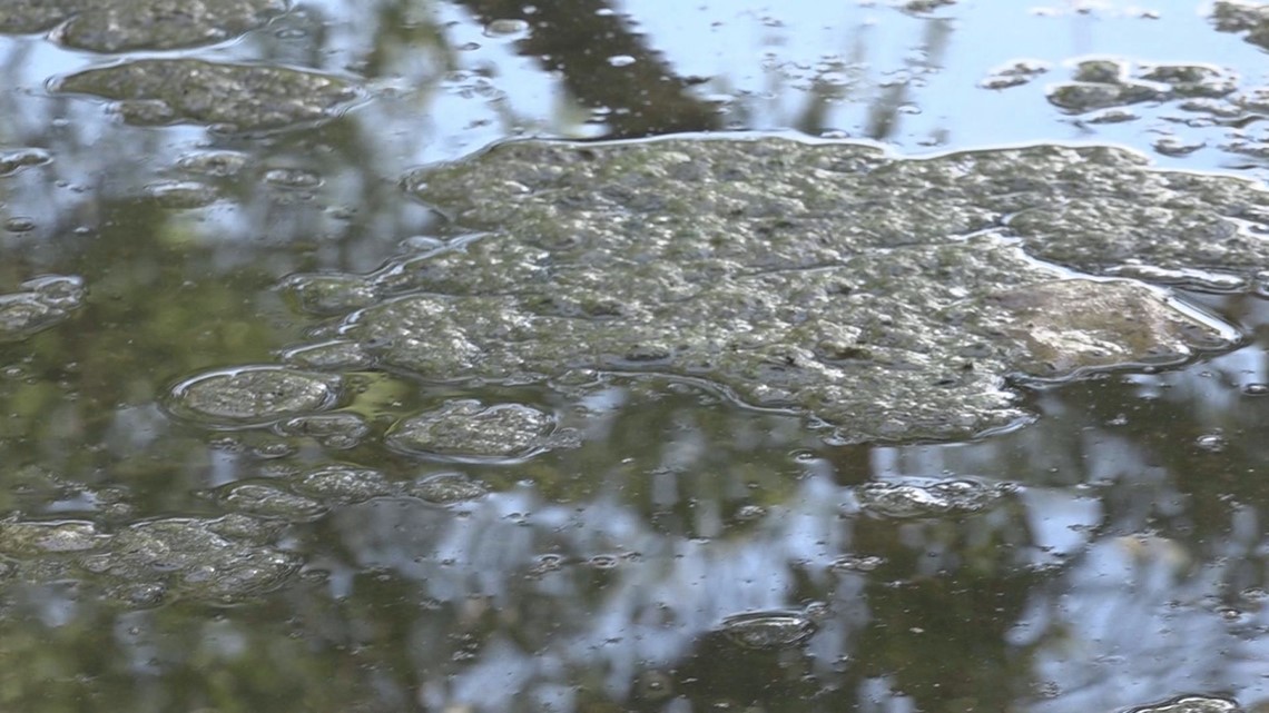 Toxic algae potentially found in South Portland park | newscentermaine.com