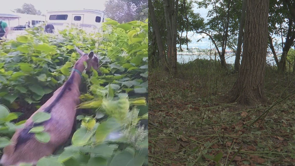 Great Goat! Grazing goats help clear invasive plants from South ...