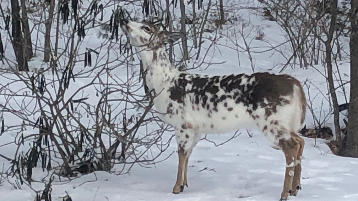 Rare piebald deer visits Falmouth backyard looking for some breakfast ...