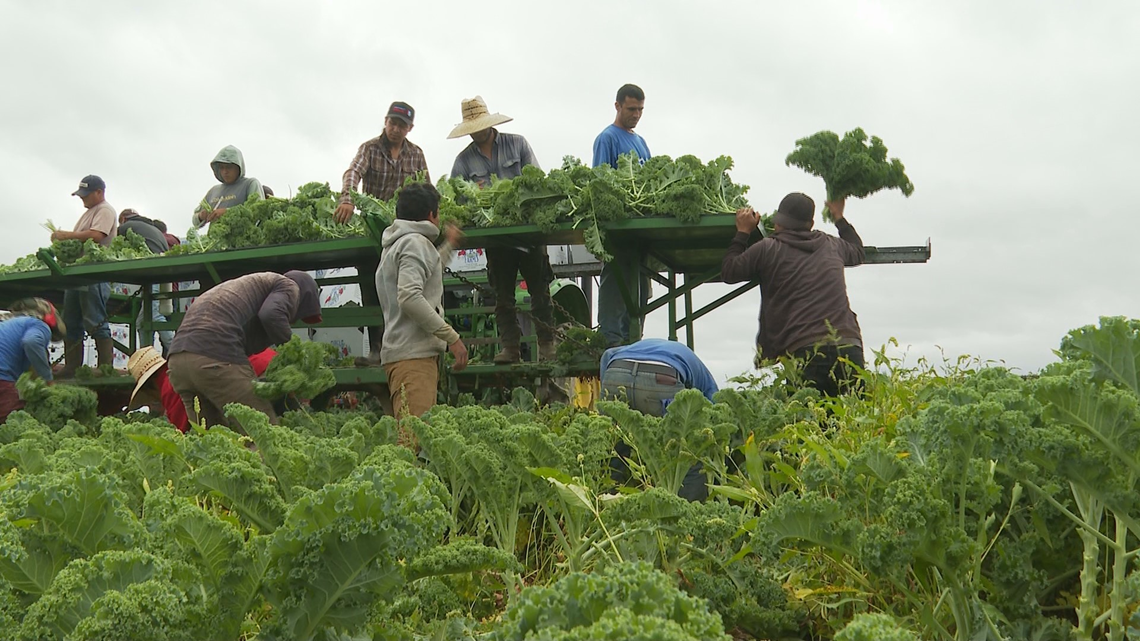 Crop diversification is creating growth and opportunities for new ...