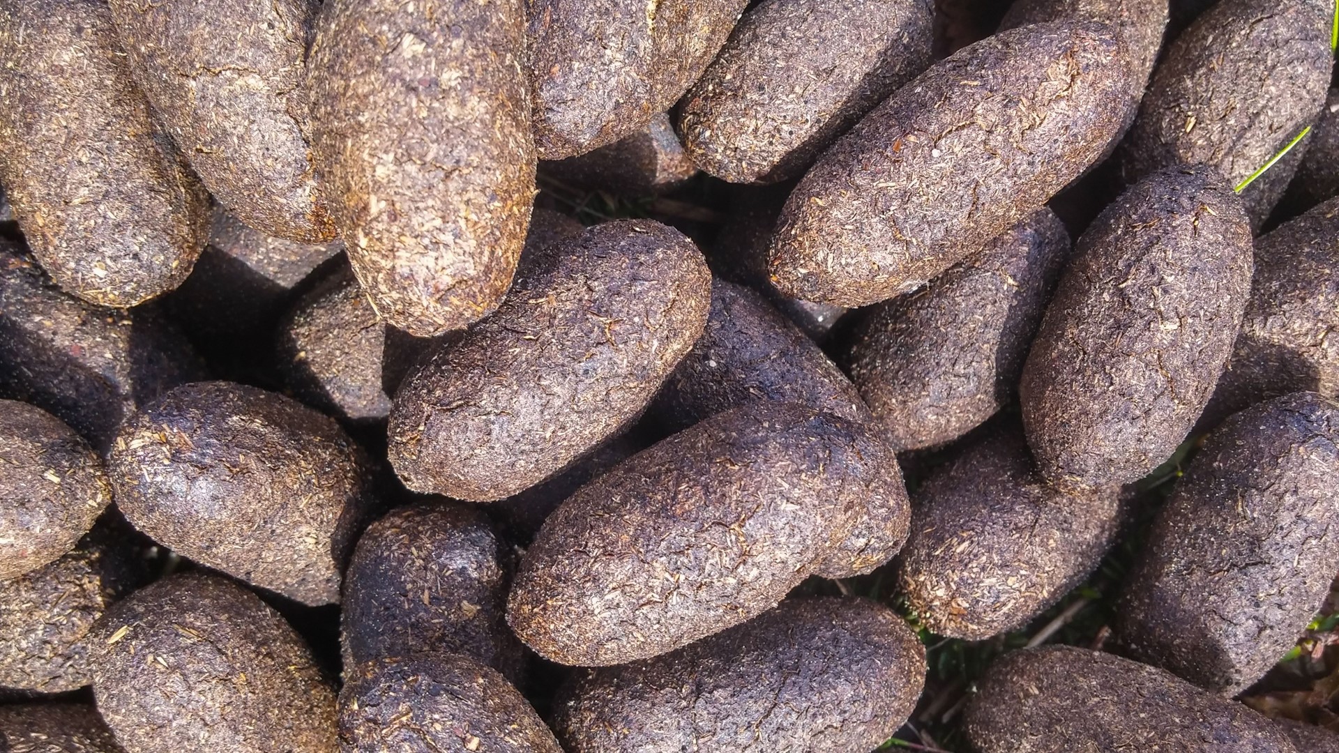 Man with moose nuggets in carry-on says politics stinks ...