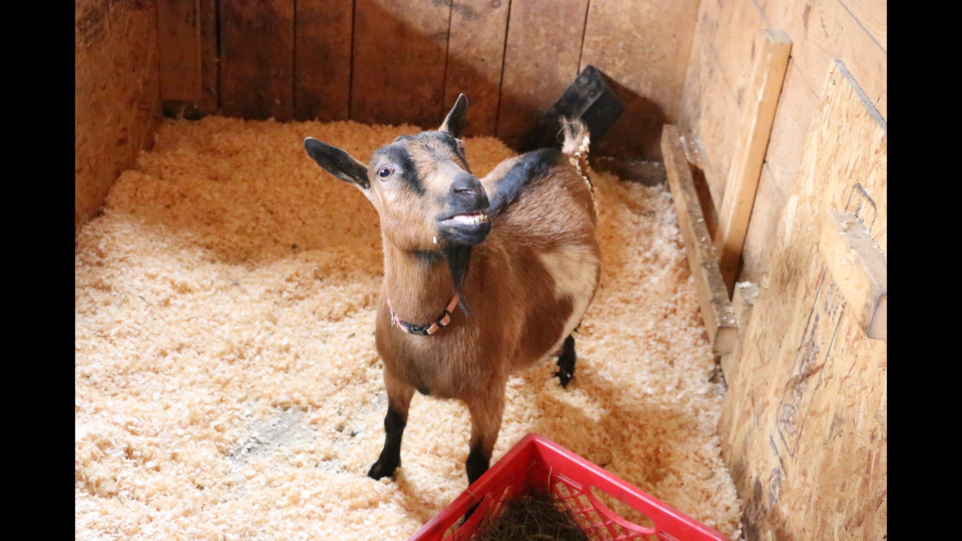 Baby goat fever in full swing at Maine farm | newscentermaine.com