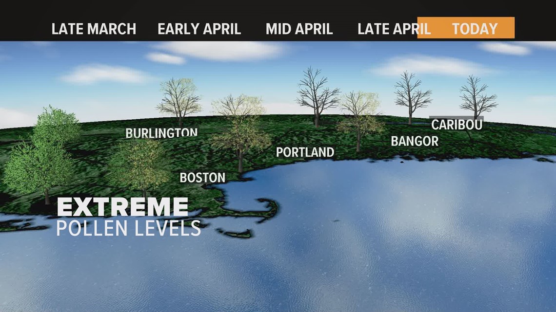 Pollen problems: How to avoid the worst allergies this season ...