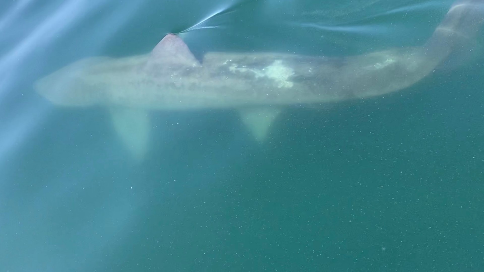 Six sharks spotted off Cape Cod Friday morning | newscentermaine.com