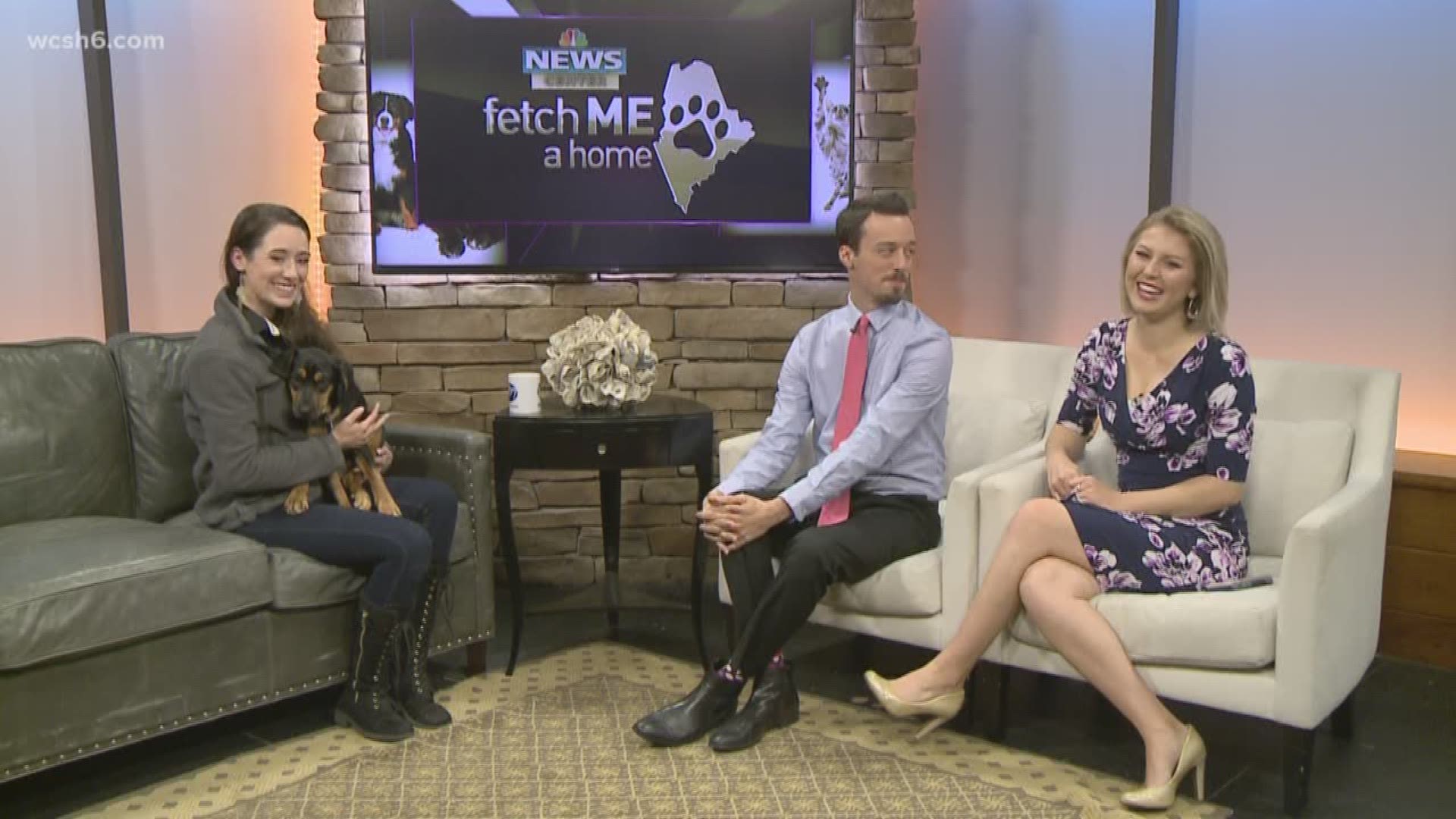 Fetch ME a Home: Coastal Humane Society 11/11/17 | newscentermaine.com