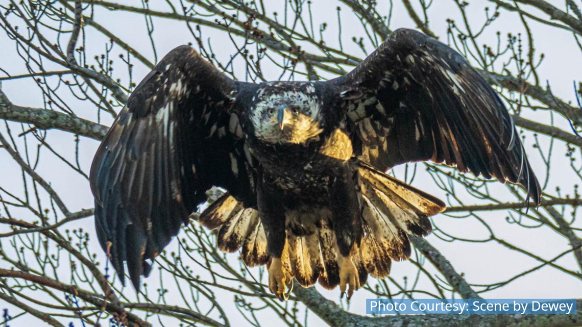 The eagle(s) has landed...in South Portland | newscentermaine.com