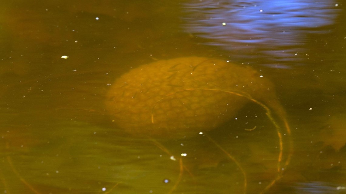 What's that blob in the pond? Bryozoan colonies explained ...