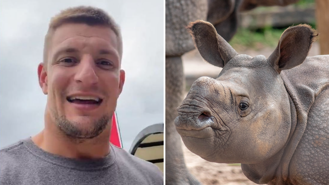 Tampa zoo names rhino after Rob Gronkowski | newscentermaine.com