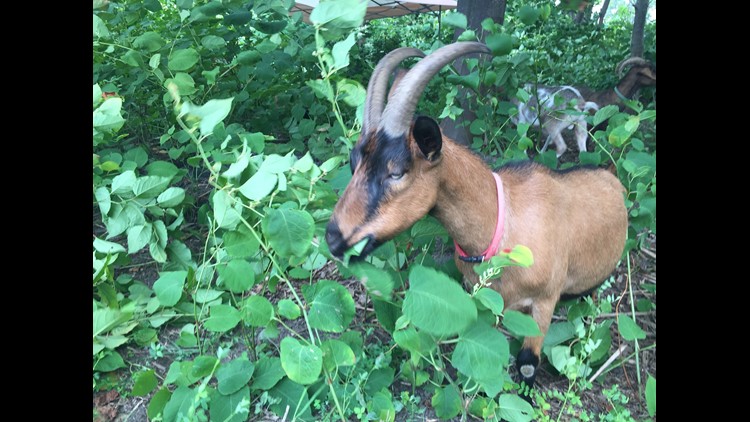 Great Goat! Grazing goats help clear invasive plants from South ...