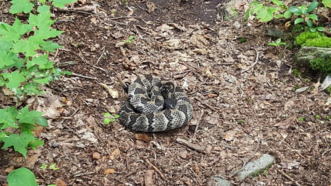 Your Guide to the Six Venomous Snakes in the Carolinas ...