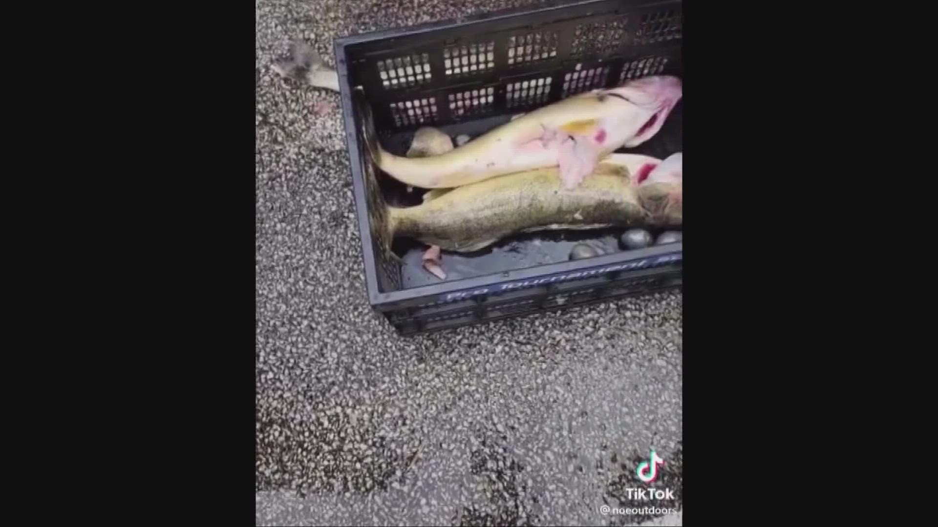 Cleveland fishing competitors caught with weights in walleye ...