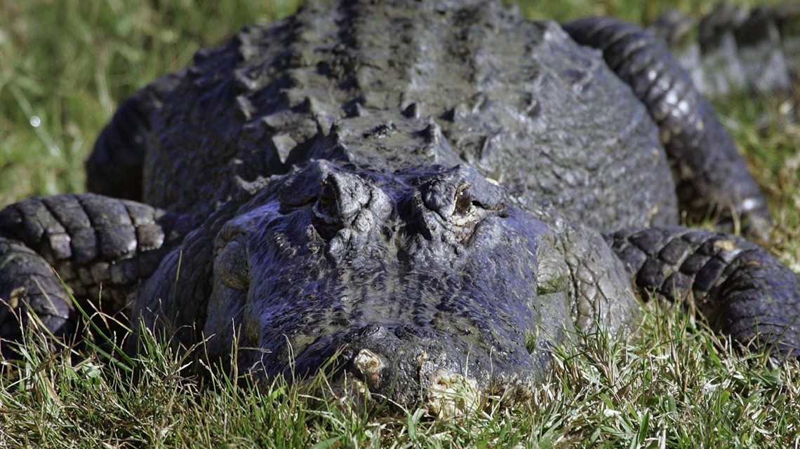 South Carolina alligator attack leaves woman dead | newscentermaine.com
