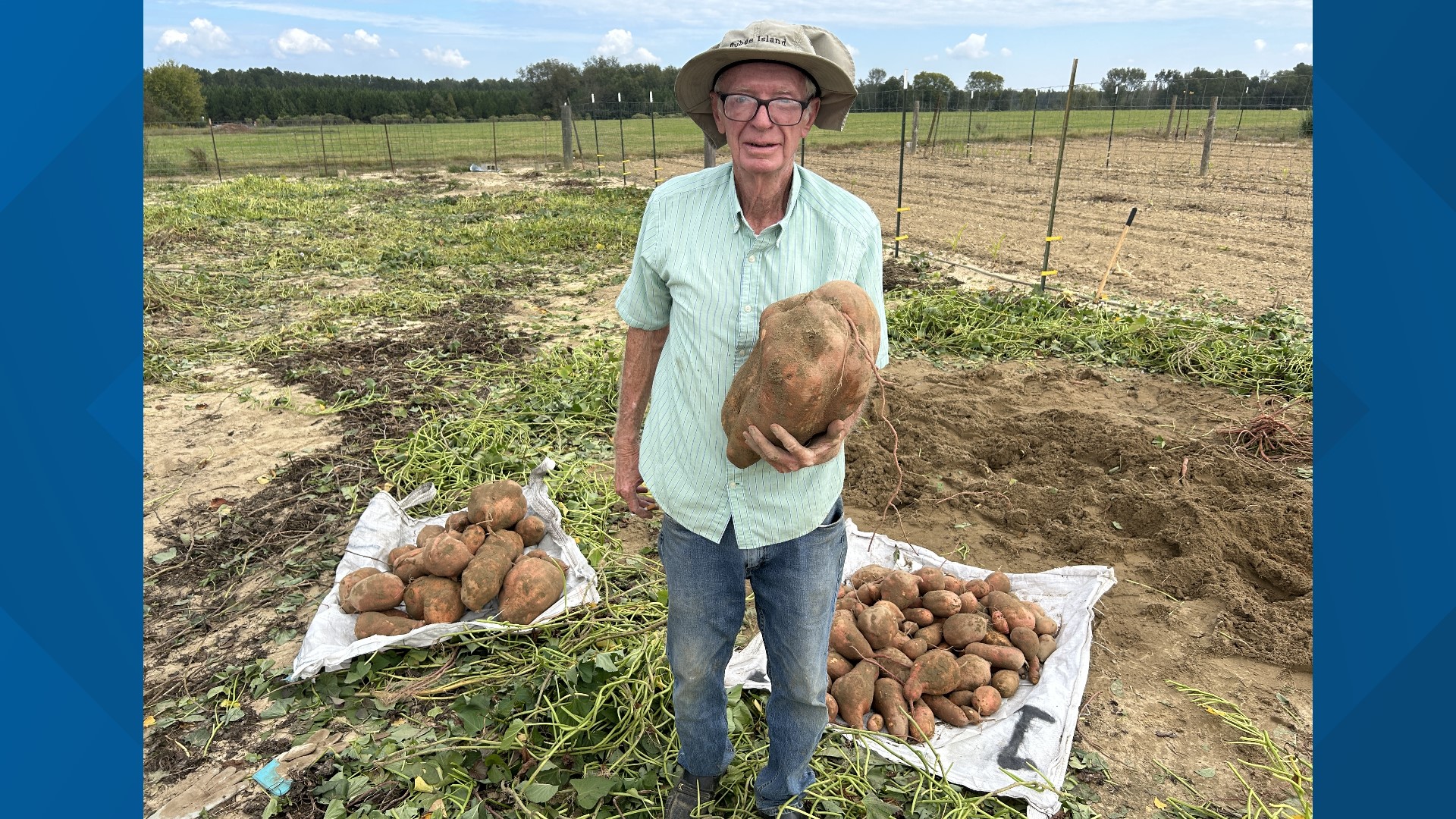 Tennille gardener hopes to set sweet potato world record ...