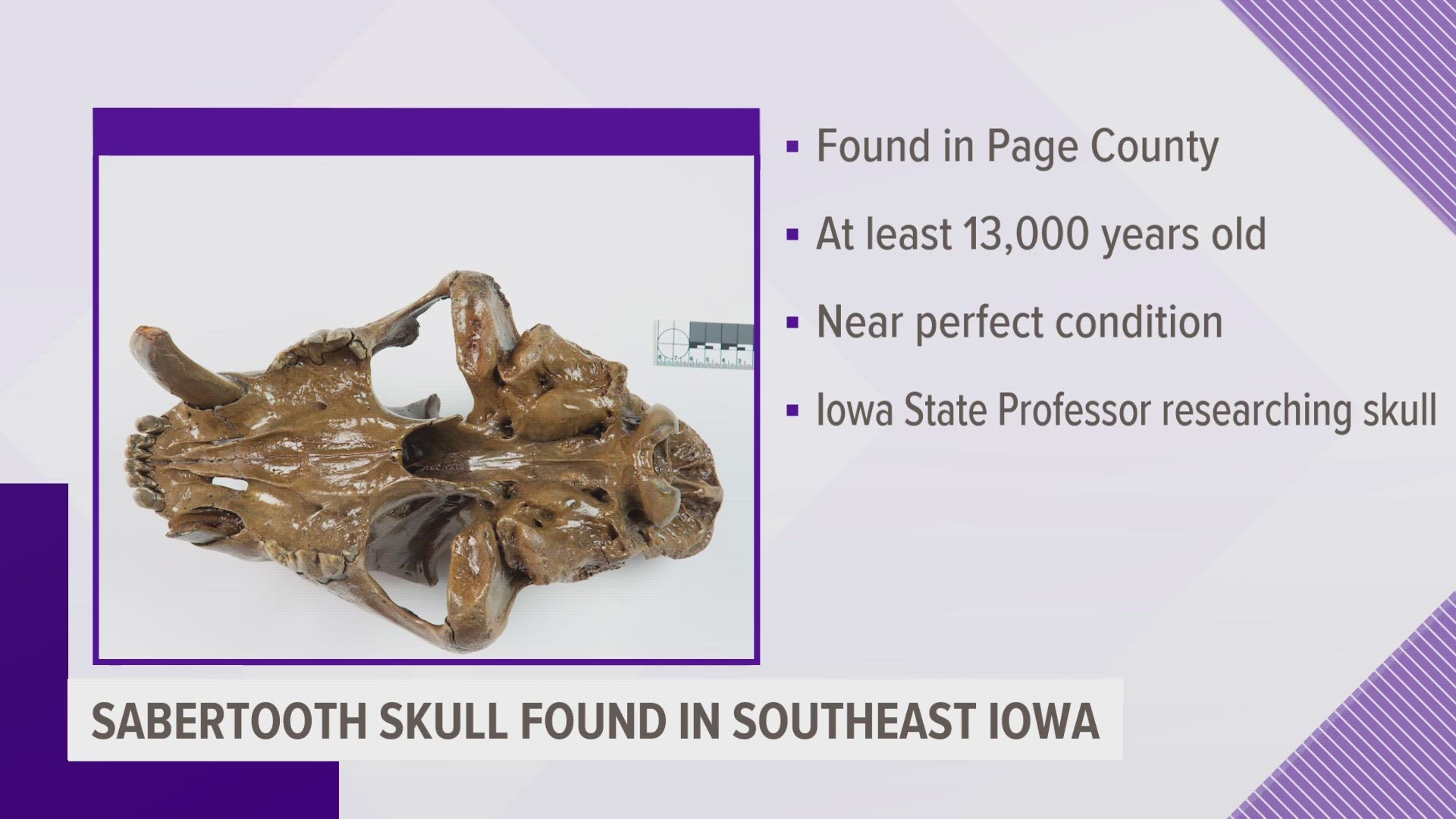 Sabertooth cat skull found in southeastern Iowa | newscentermaine.com