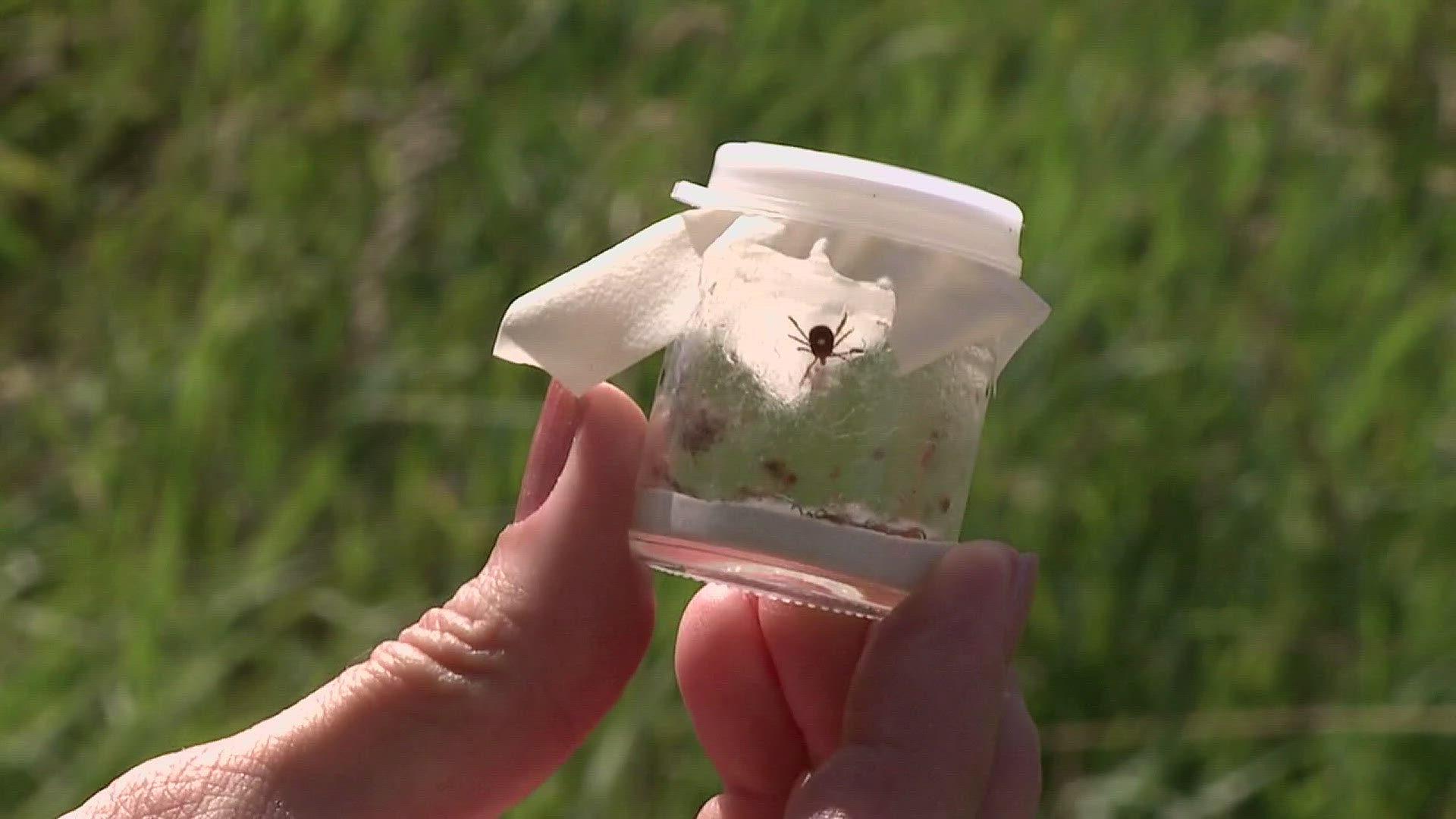 Tick experts urge caution outdoors this spring amid rise in Lyme cases ...