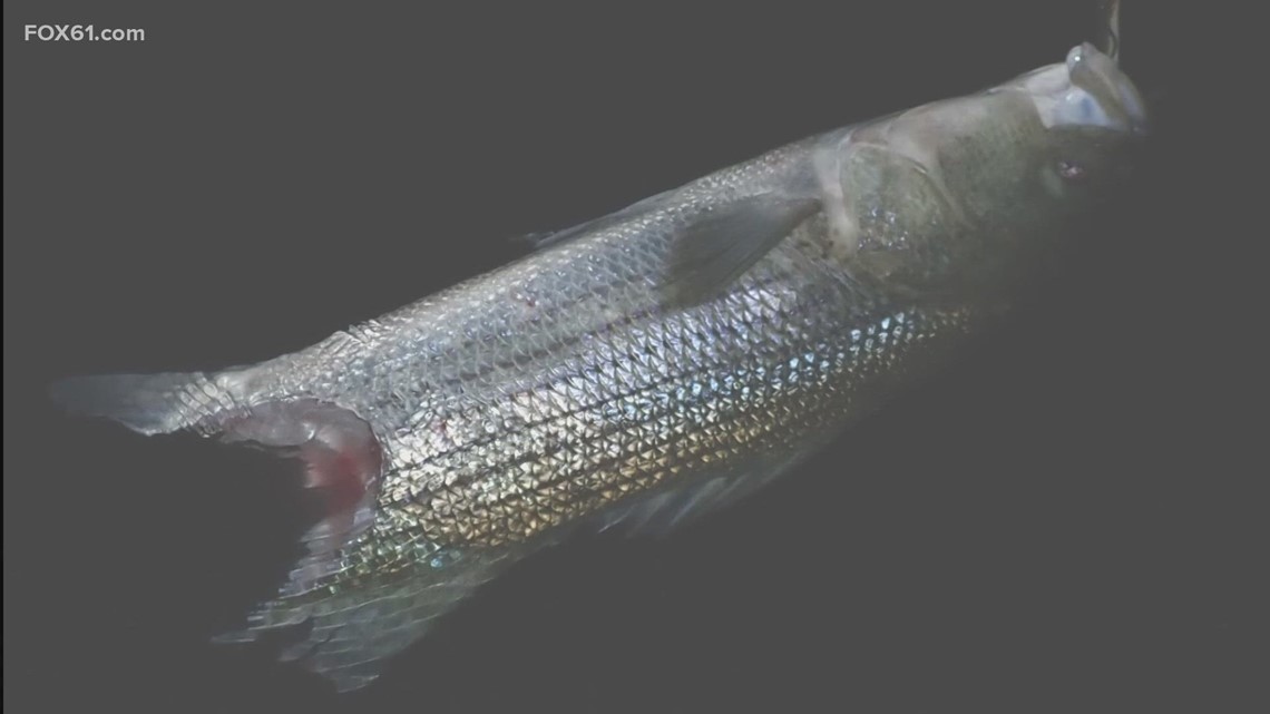 Fishers across America reeling in fish missing body in catch ...