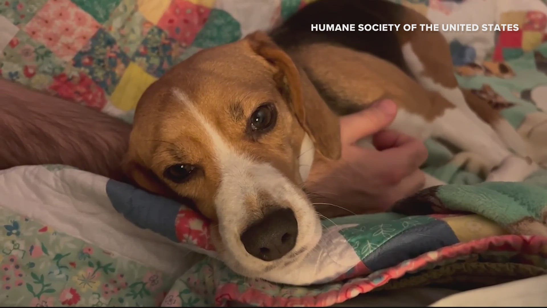 One Year Later: 4,000 beagles saved from Envigo breeding facility ...