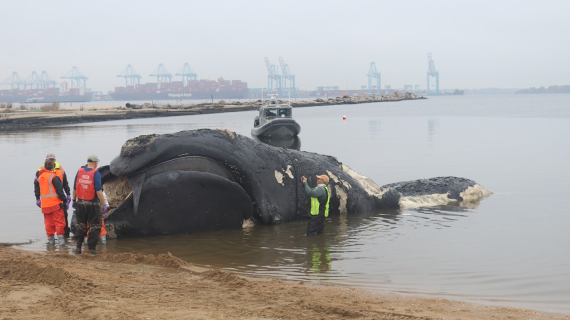 Dead whale off Virginia coast had vessel strike injuries: NOAA ...